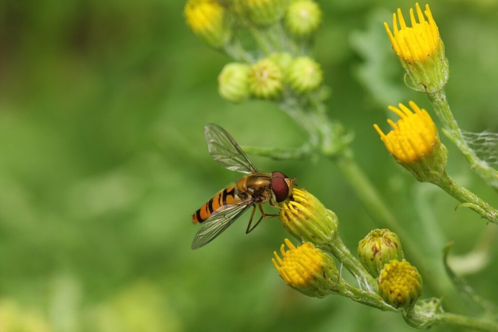 Meet the Polite Garden Insects: 7 Beneficial Bugs for Your Plants ...